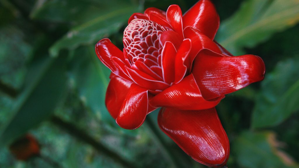 The Best Flowers In Nigeria For Your Budget: Flowers near me